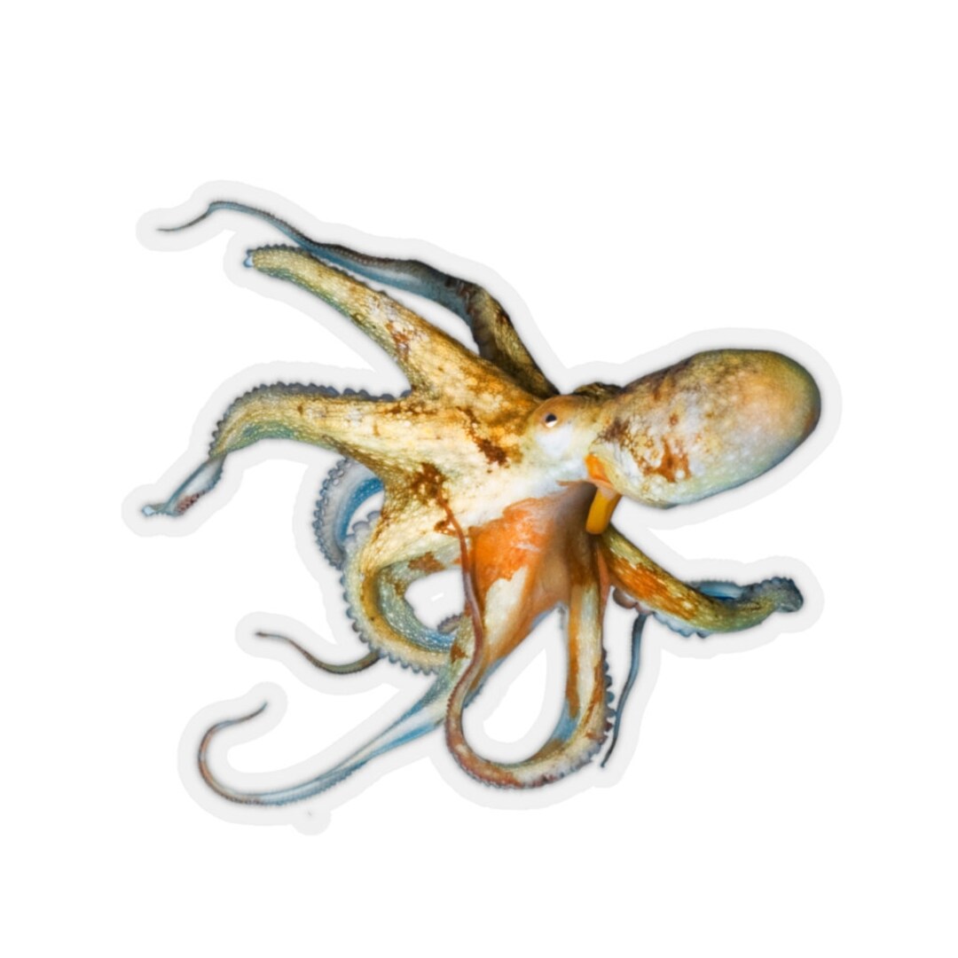 Octopus Sticker, Octopus Stickers, Sea Creatures, Weird Animal Stickers ...