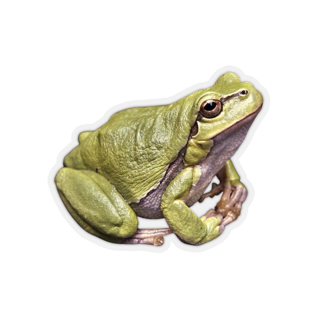 Frog Sticker, Funny Laptop Stickers, Animal Photographs, Green Notebook ...