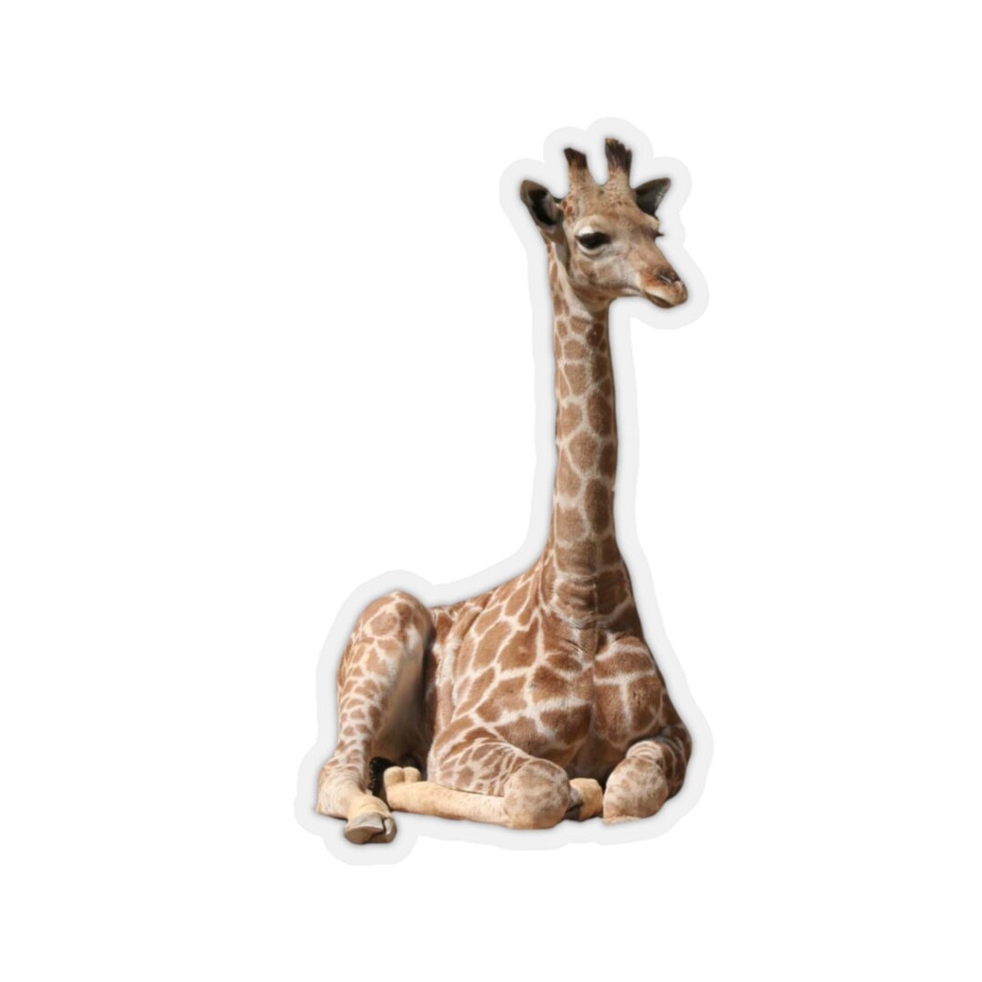 Giraffe Sticker, Baby Giraffe Gift, Giraffes, Baby Animal Stickers ...