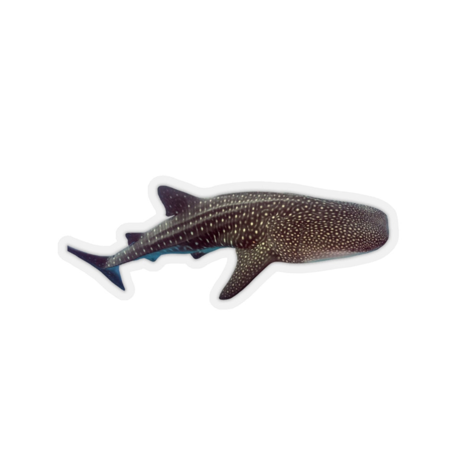 Whale Shark Sticker, Ocean Life Stickers, Sea Creatures, Sharks, Whales ...