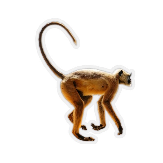 Monkey Sticker Animal Photograph Stickers Wildlife Stickers - Etsy