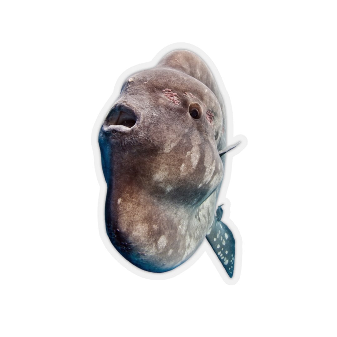 Sun Fish Sticker, Sunfish, Funny Animal Stickers, Hilarious Stickers ...