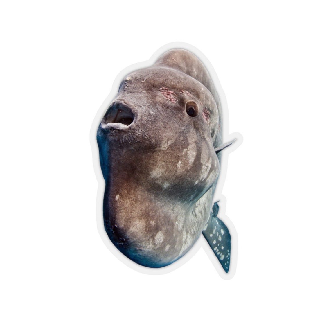 Sun Fish Sticker, Sunfish, Funny Animal Stickers, Hilarious Stickers ...