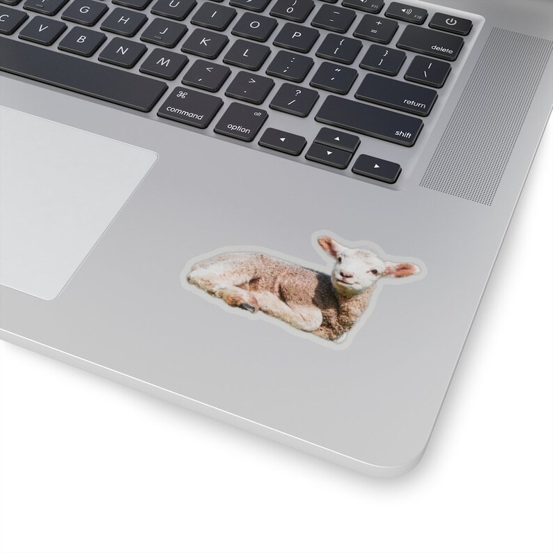 Lamb Sticker, Animal Photograph Stickers, Baby Farm Animals, Cute ...