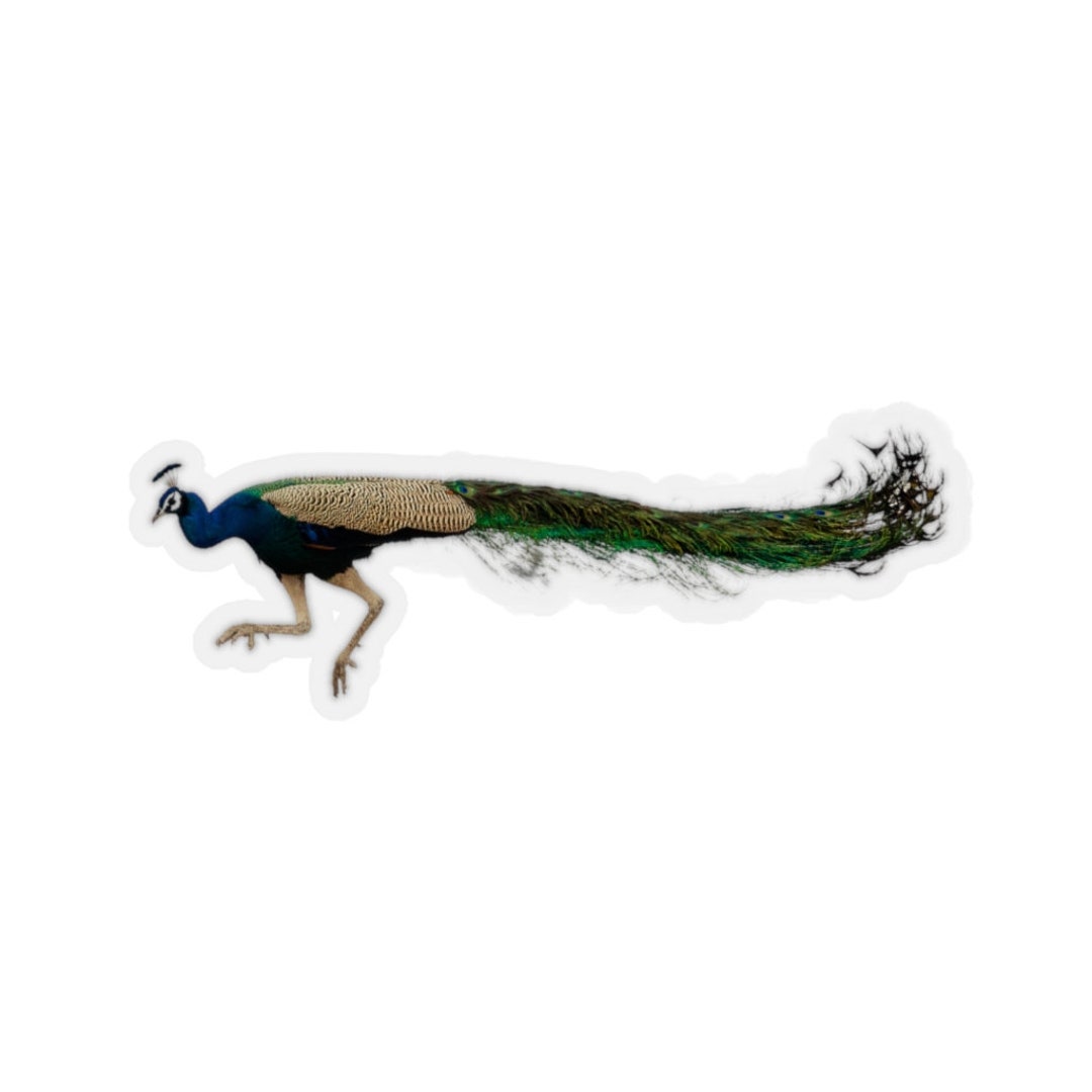 Peacock Sticker, Stickers of Peacocks, Beautiful Animal Stickers, Bird ...