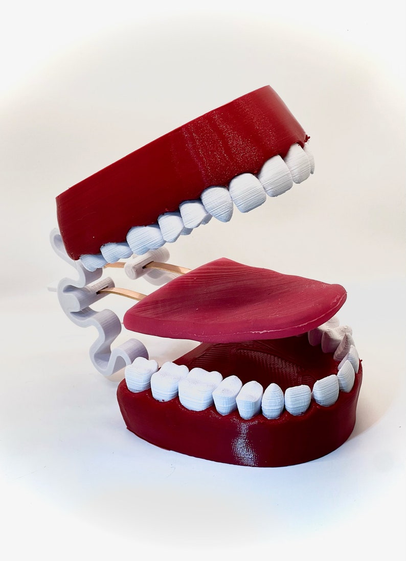 Speech Language Pathology Mouth Model - Etsy