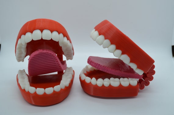 Speech Language Pathology Mouth Model - Etsy