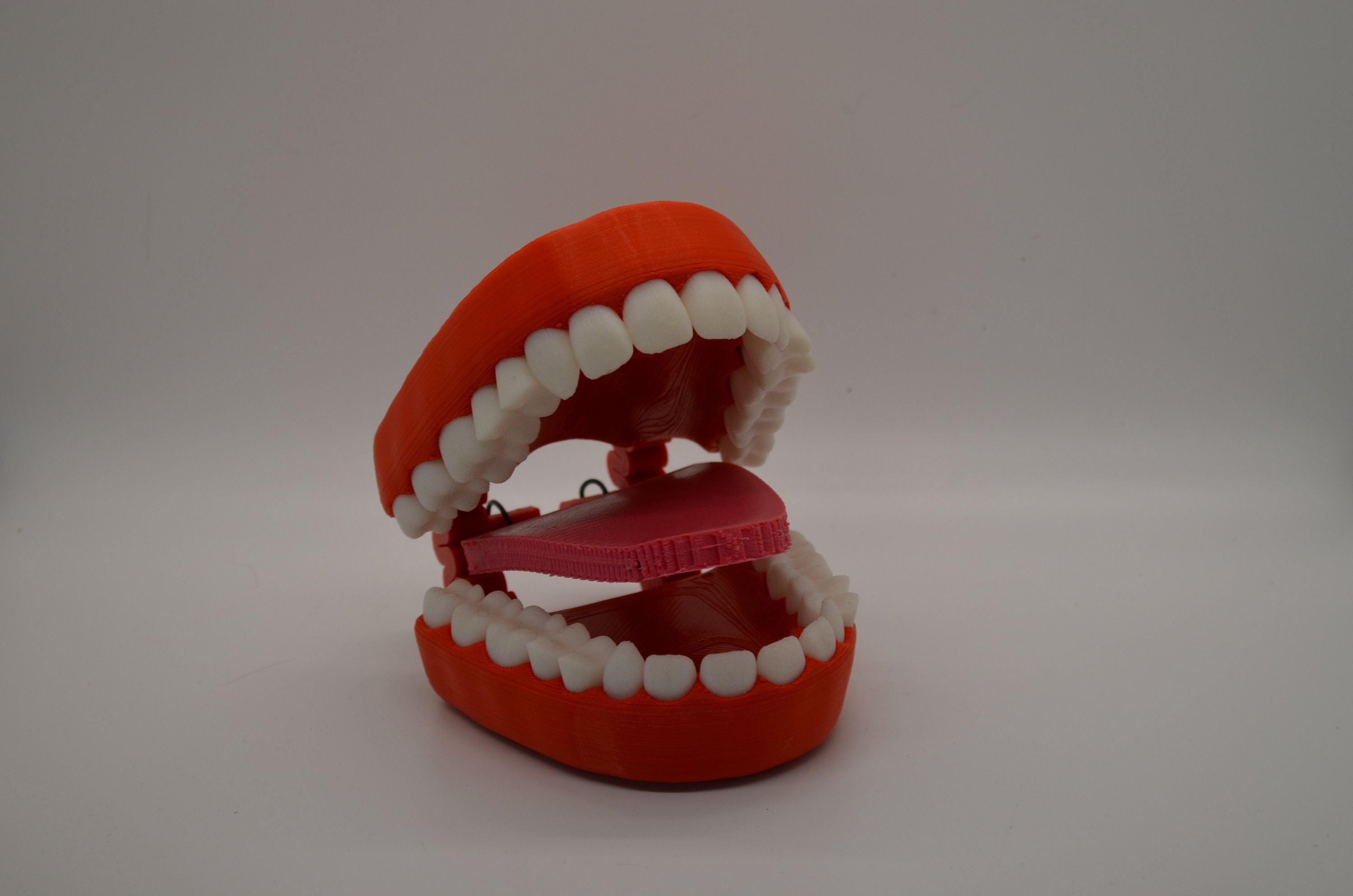 Speech Language Pathology Mouth Model - Etsy Australia