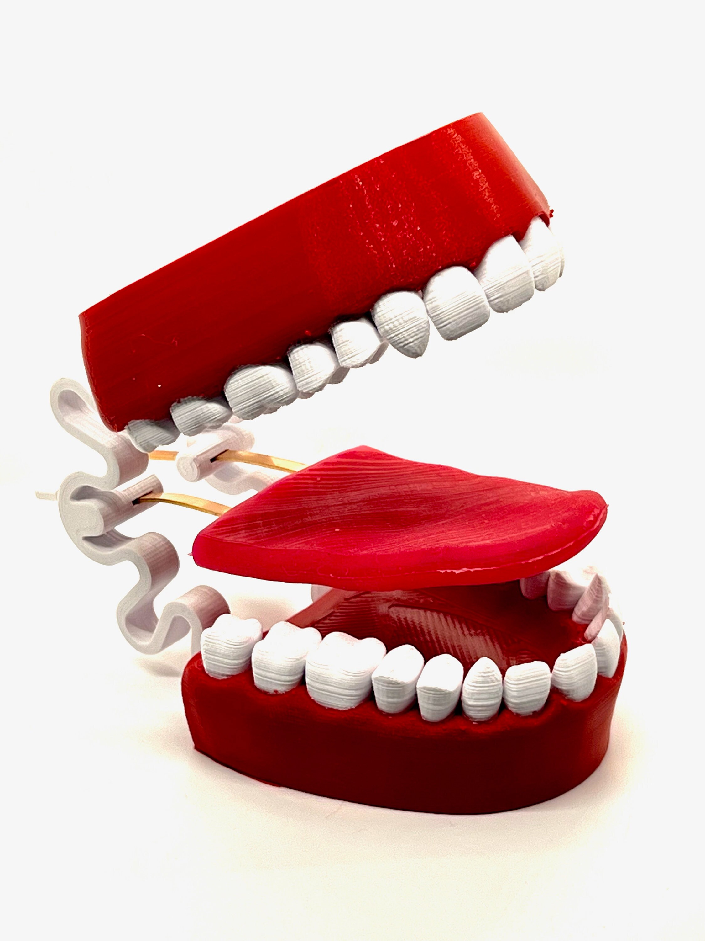 Speech Language Pathology Mouth Model - Etsy
