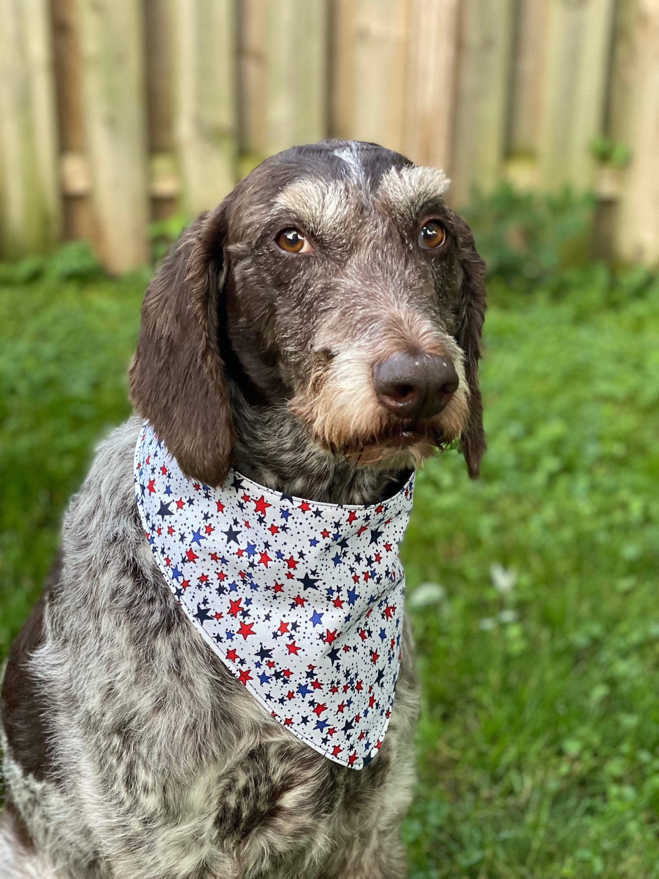 Benny and Boone- Red White and Blue Stars - Etsy