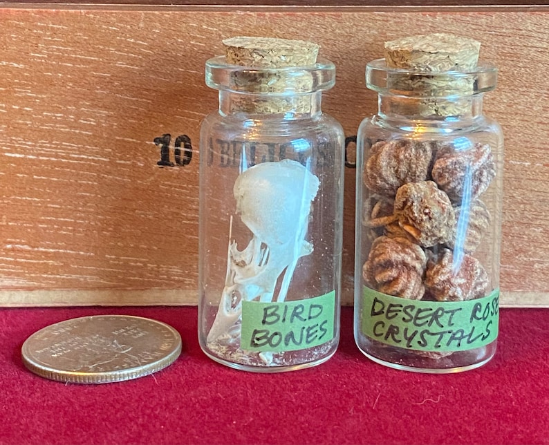 Natural History Mini Glass Specimen Bottles | Mystery Blind Box Nature ...
