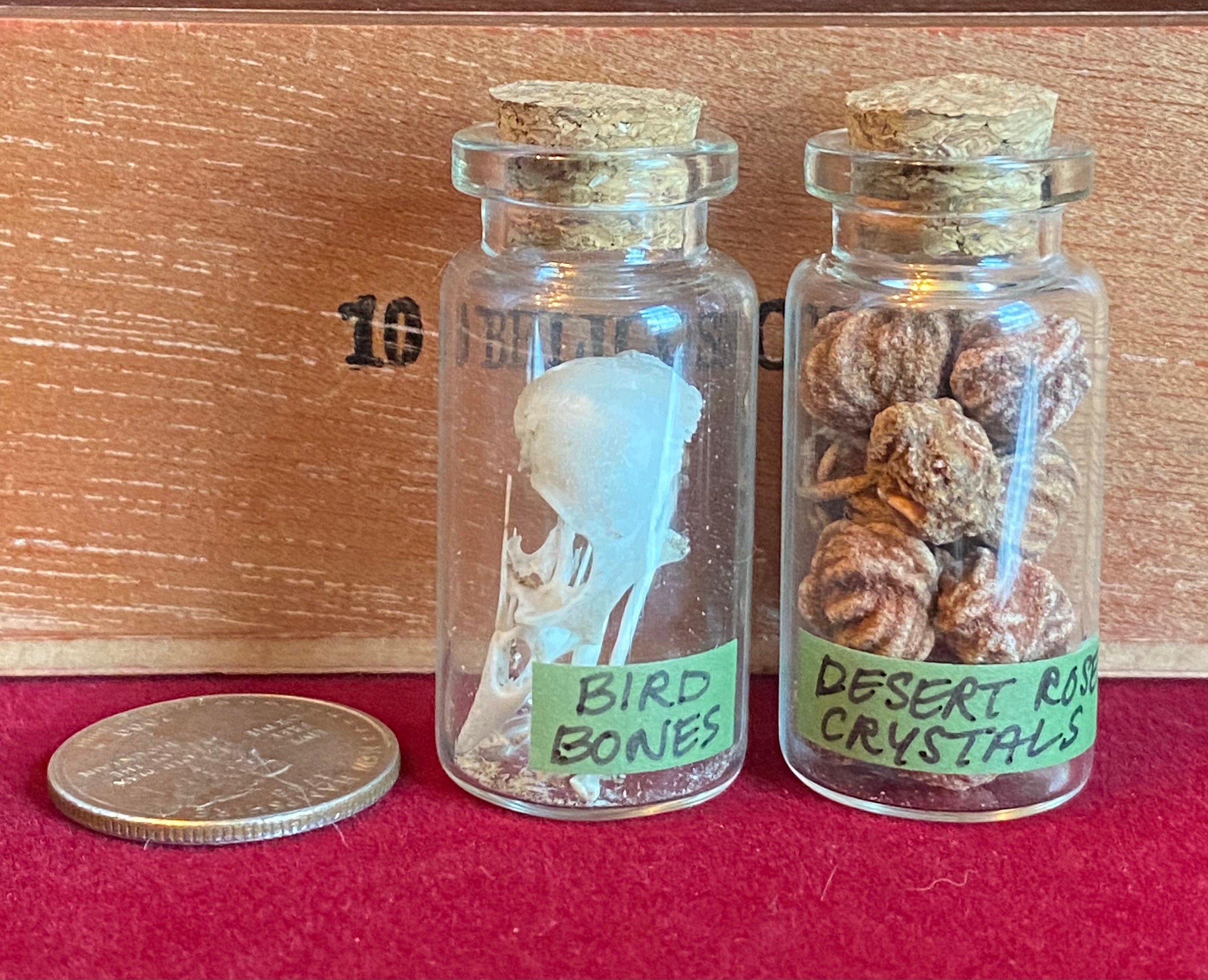 Natural History Mini Glass Specimen Bottles | Mystery Blind Box Nature ...