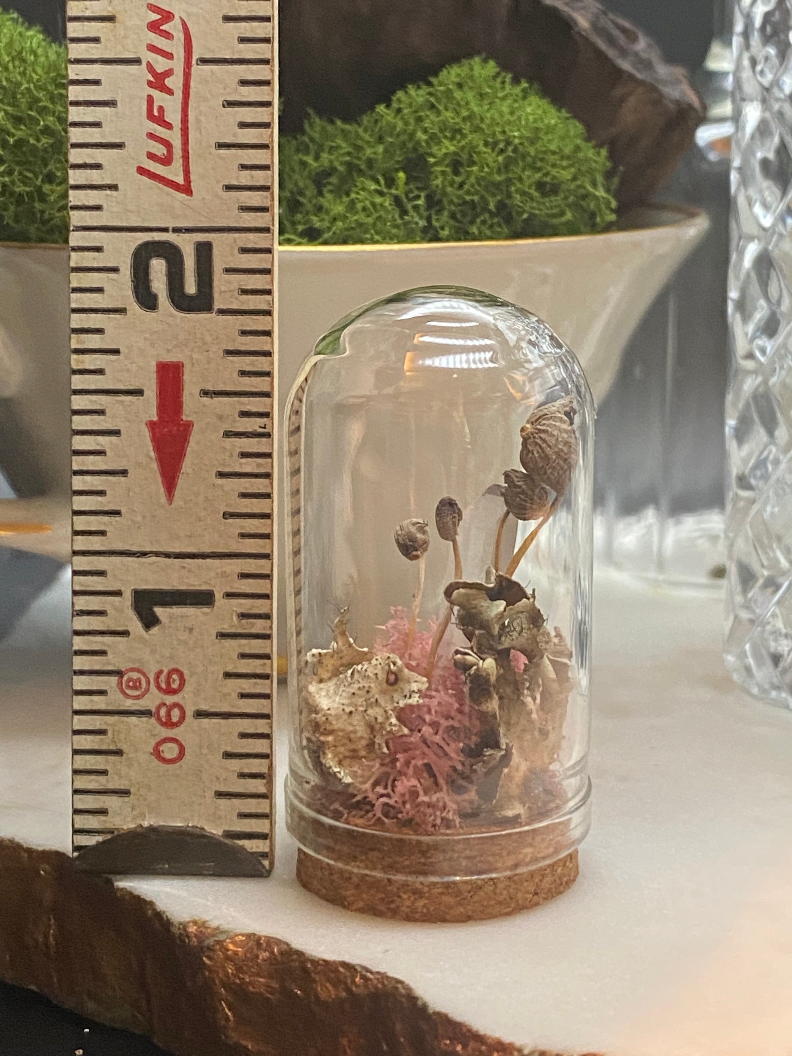 Miniature Glass Dome Cloche | Wild Mushrooms | Crystal | Moss ...