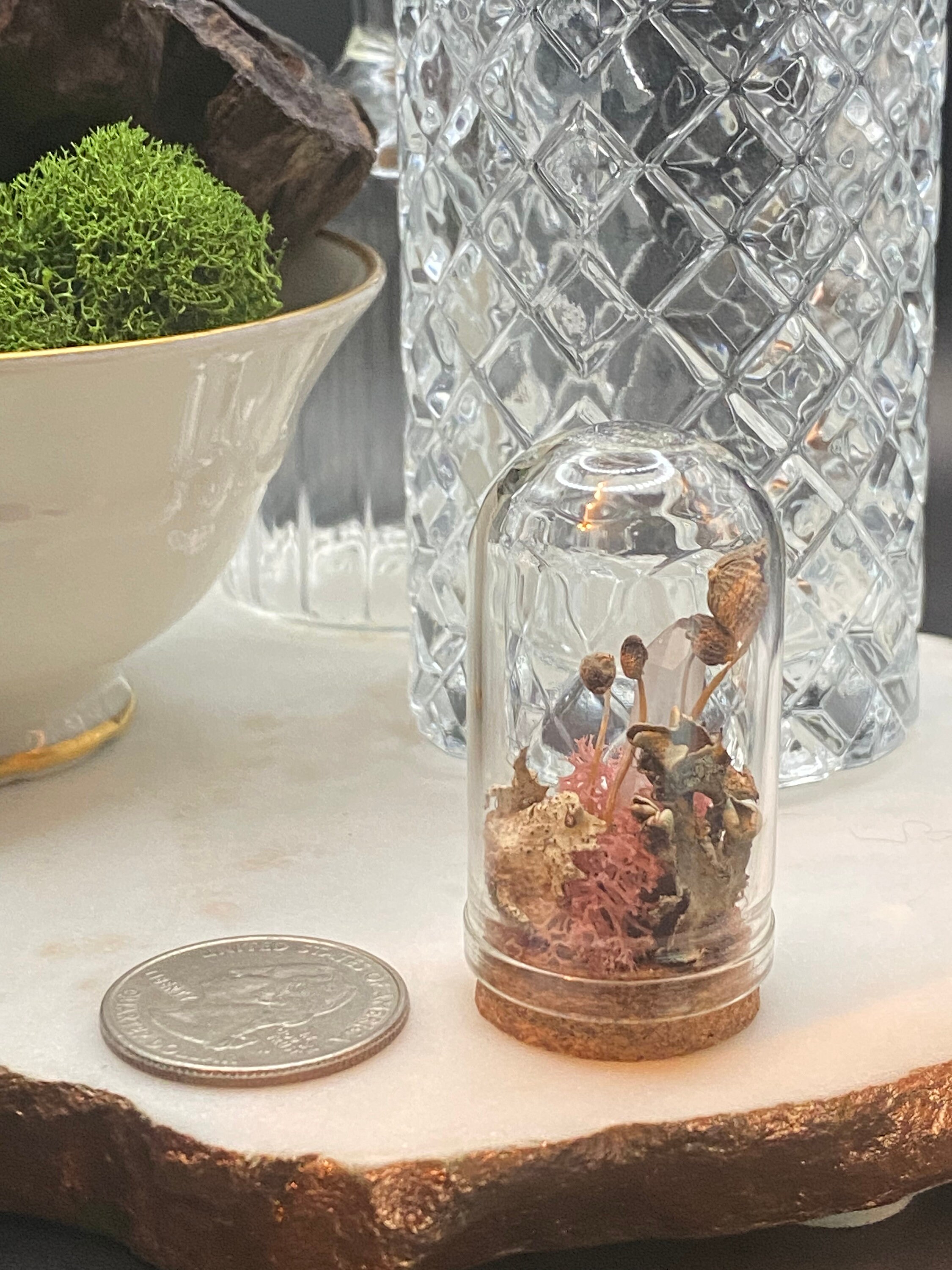 Miniature Glass Dome Cloche | Wild Mushrooms | Crystal | Moss ...