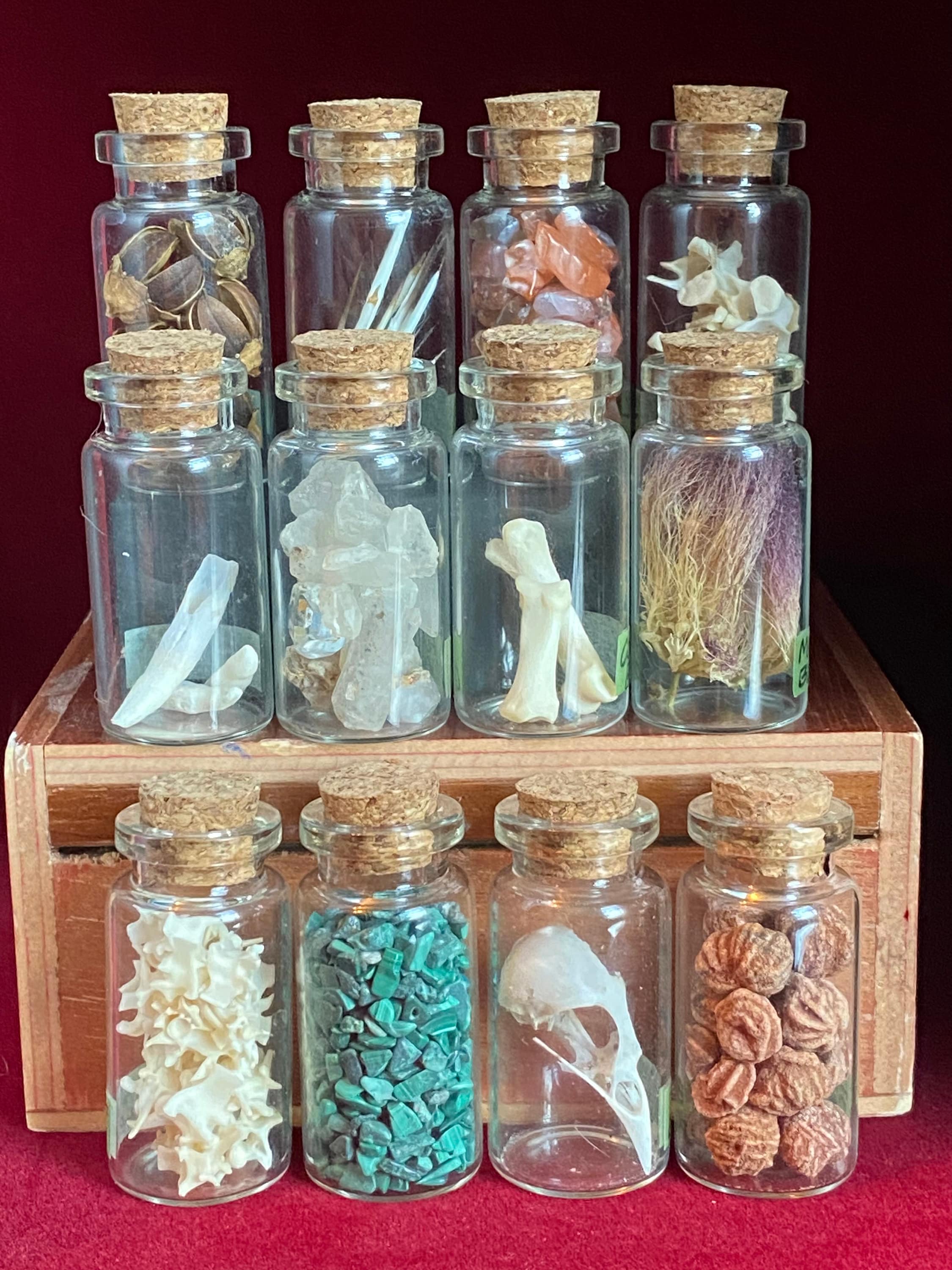 Natural History Mini Glass Specimen Bottles | Mystery Blind Box Nature ...