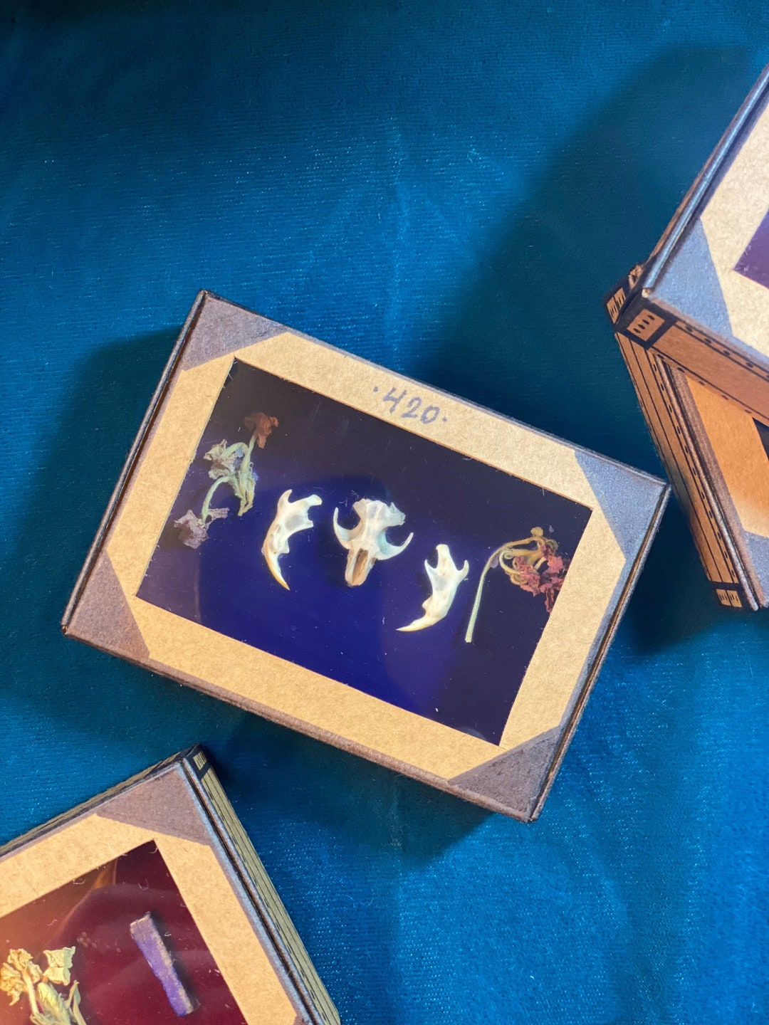 Petit Cabinet of Curiosities Mystery Box | Oddities | Real Bone ...