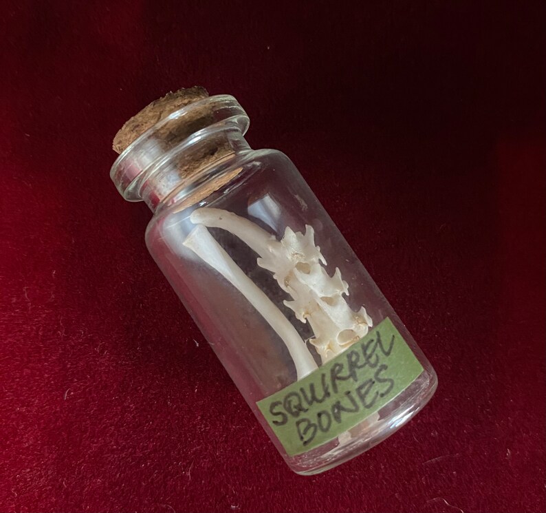 Natural History Mini Glass Specimen Bottles | Mystery Blind Box Nature ...