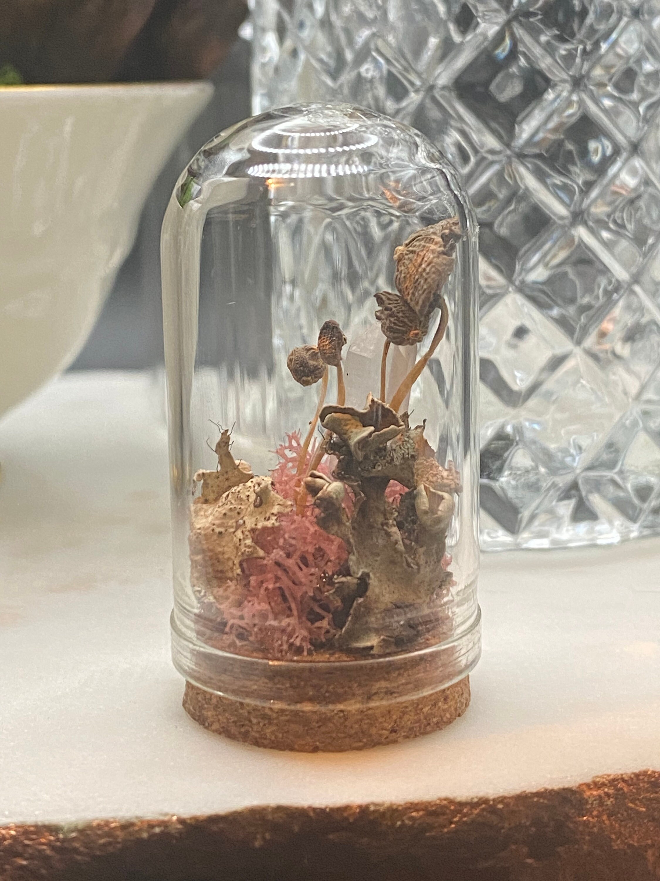 Miniature Glass Dome Cloche | Wild Mushrooms | Crystal | Moss ...