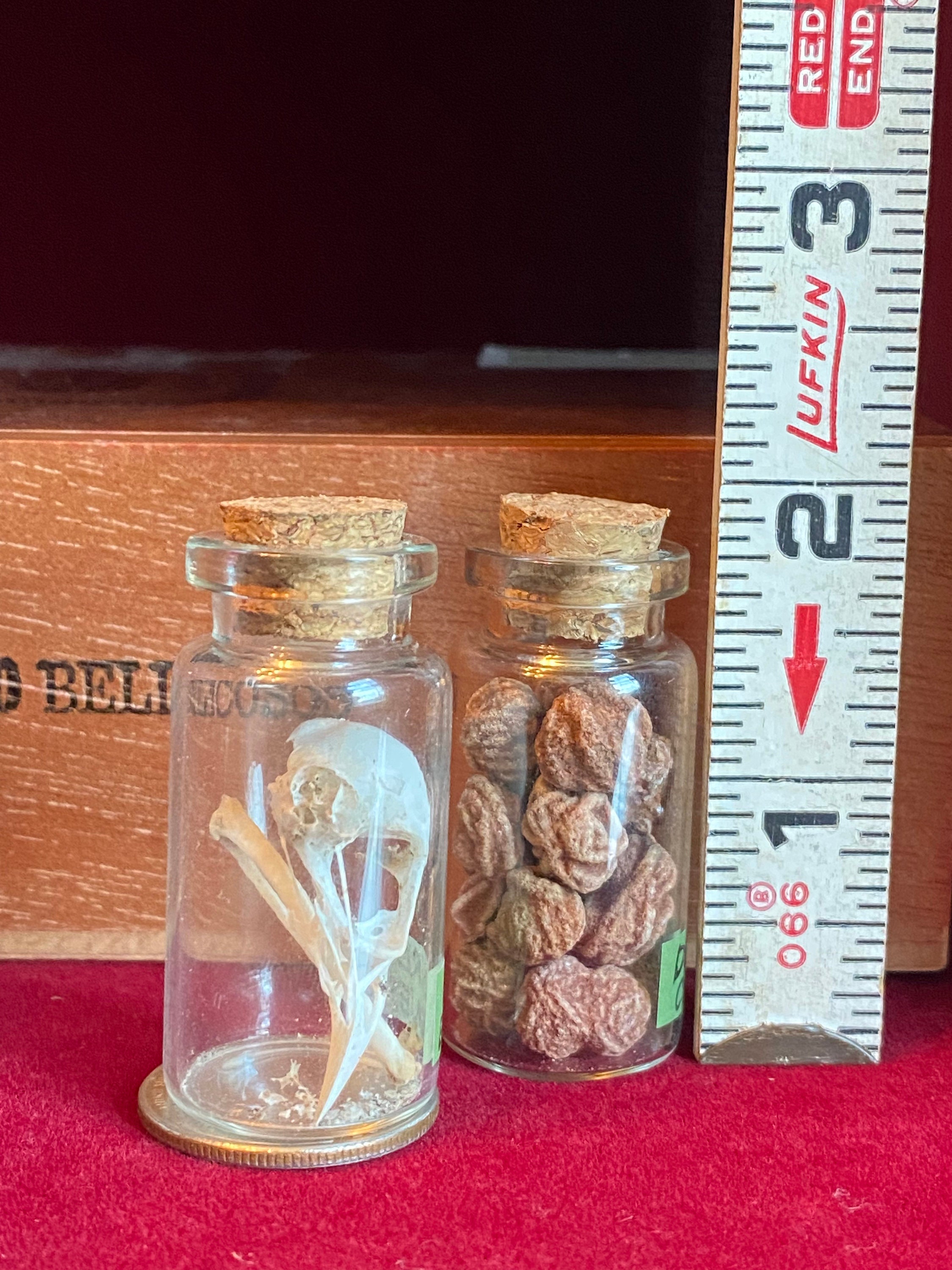 Natural History Mini Glass Specimen Bottles | Mystery Blind Box Nature ...