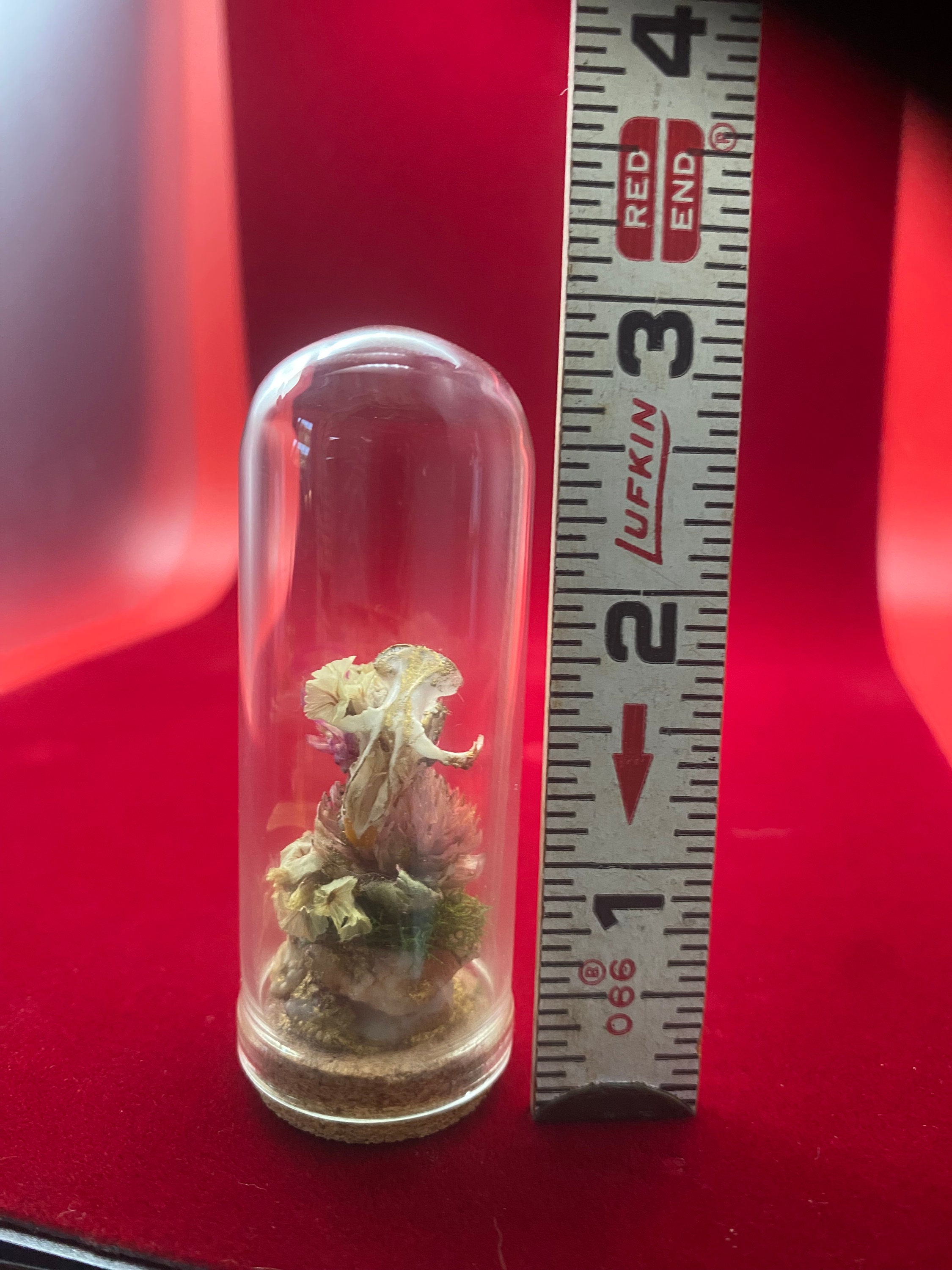 Mini World Terrarium Glass Dome Mouse Skull With Gold Leaf & Wild Flowers Real Mouse Bones ...