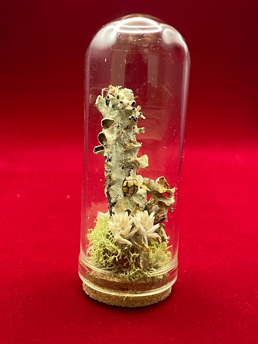 Mini Glass Dome Real Ladybug Taxidermy Oddities Curiosities Display ...