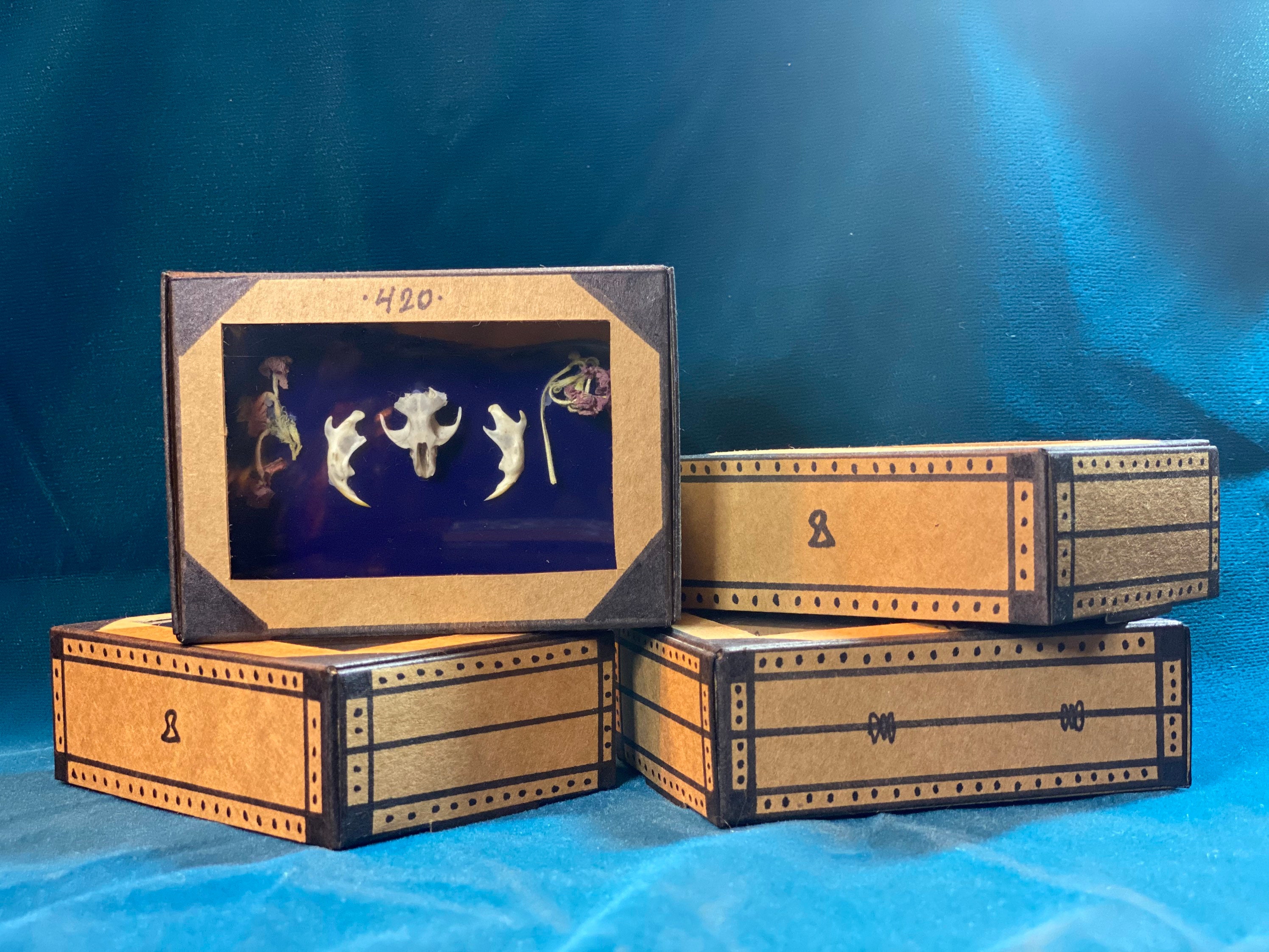 Petit Cabinet of Curiosities Mystery Box | Oddities | Real Bone ...