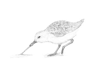 Sanderling Bird Art PRINT Sandpiper Pencil Drawing Wall Art - Etsy
