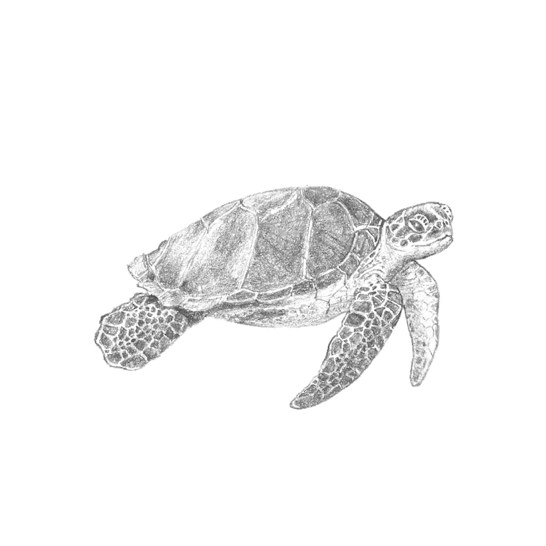 Green Sea Turtle Drawing Print - Etsy