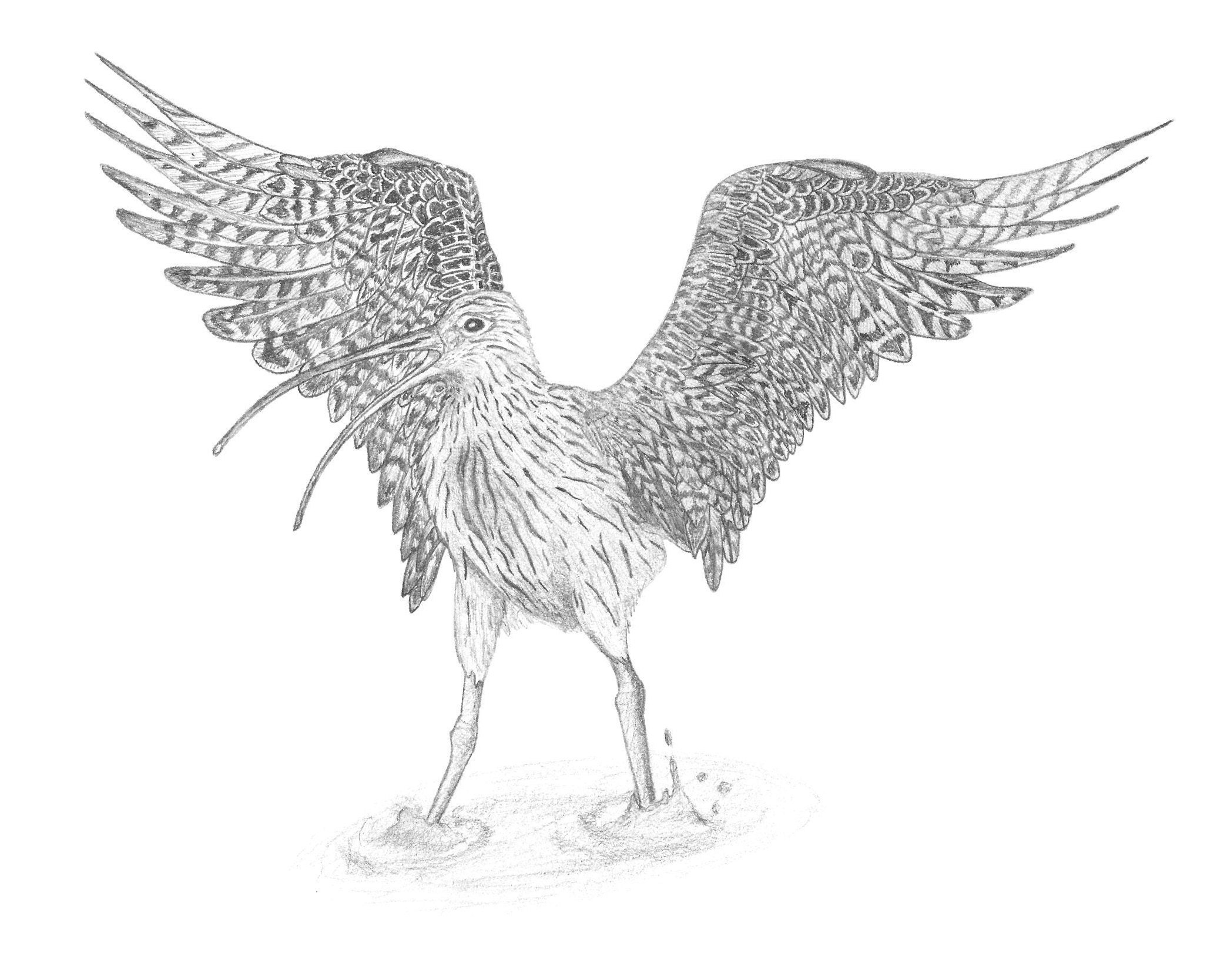 Eastern Curlew Shorebird Art Print | Etsy