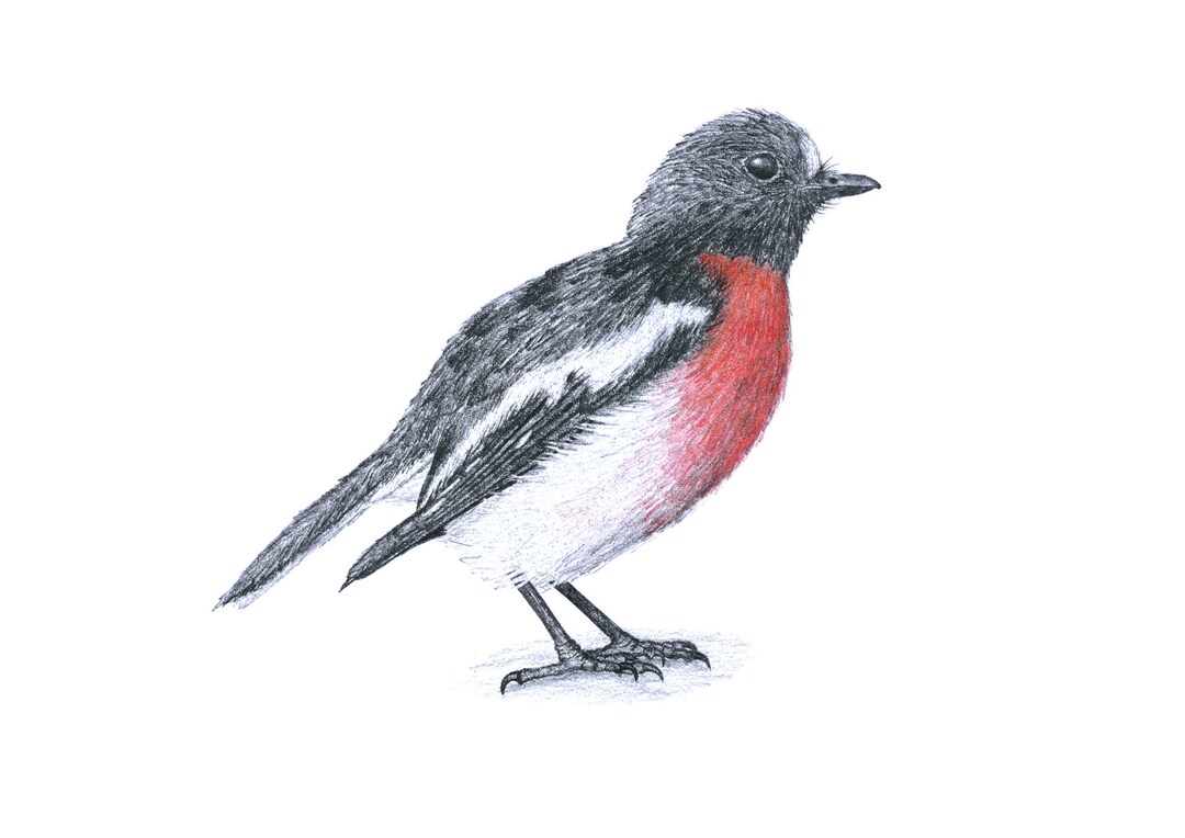 Scarlet Robin Drawing Print - Etsy