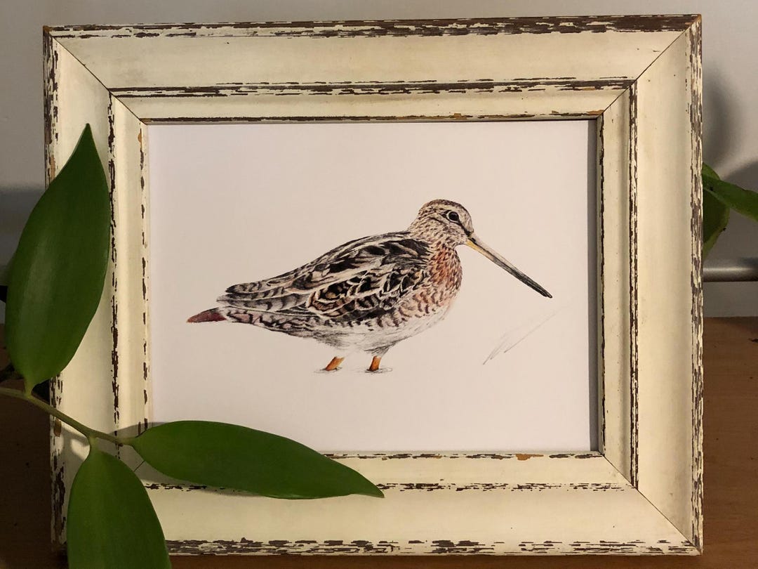 Bird - Shorebird - Latham's Snipe - Drawing Print - Etsy Australia