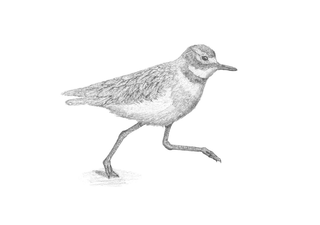 Double-banded Plover Drawing Print - Etsy