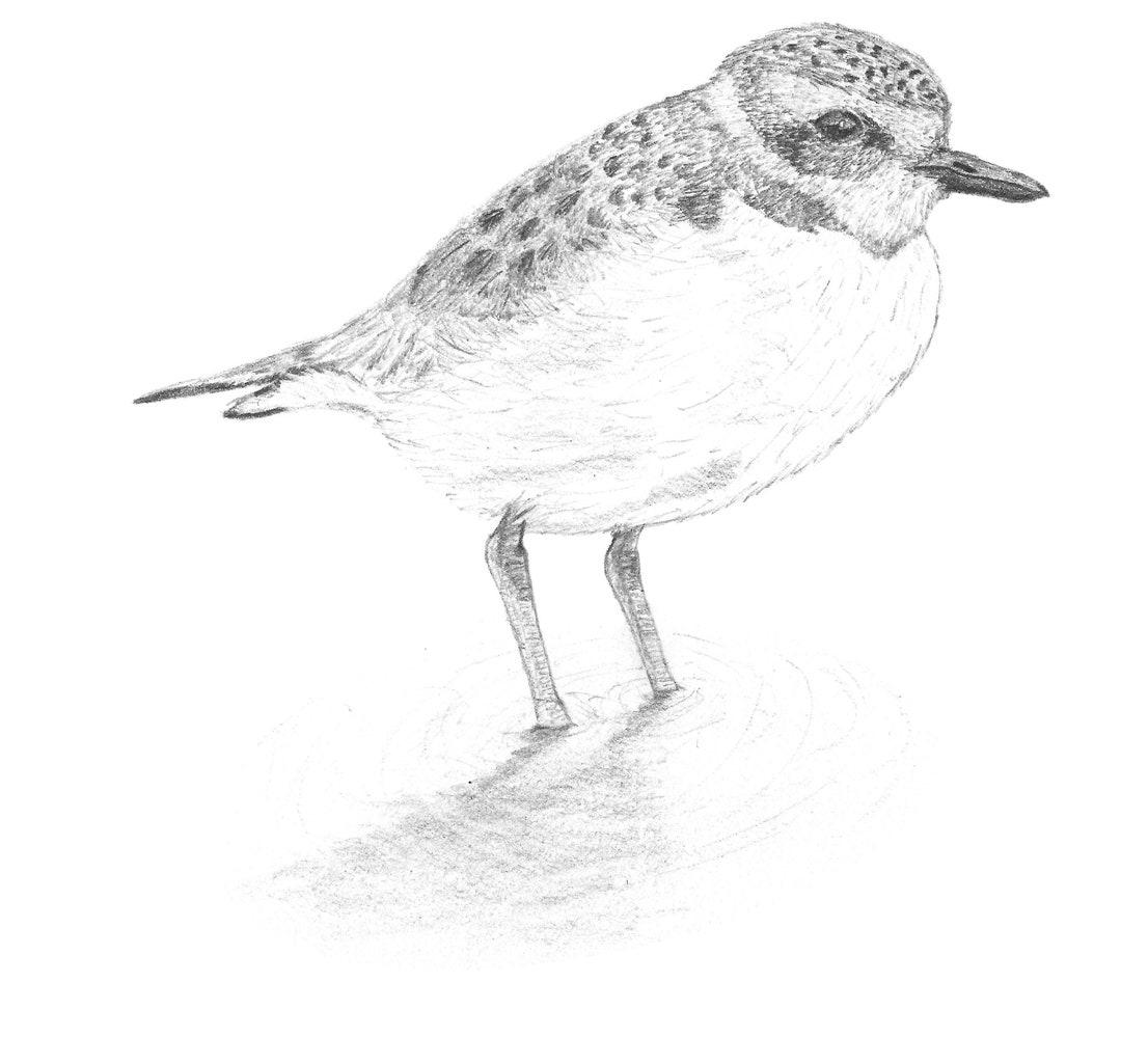 Snowy Plover Drawing Print - Etsy