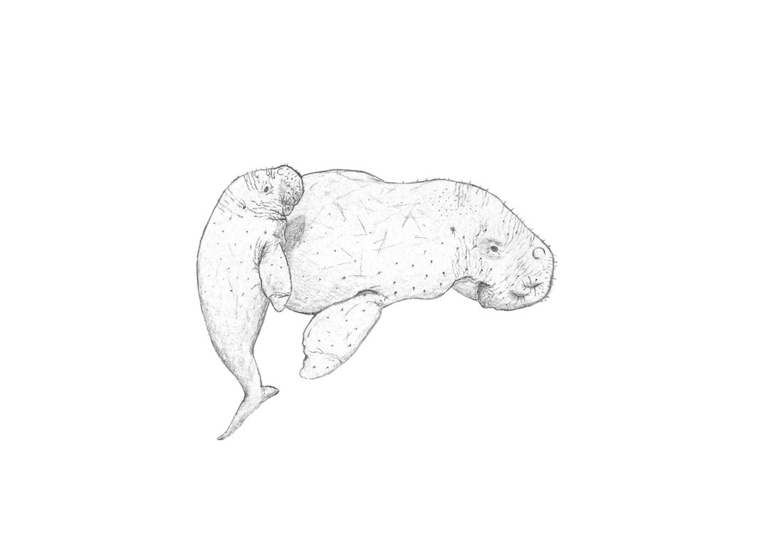 Dugong Drawing Print - Etsy