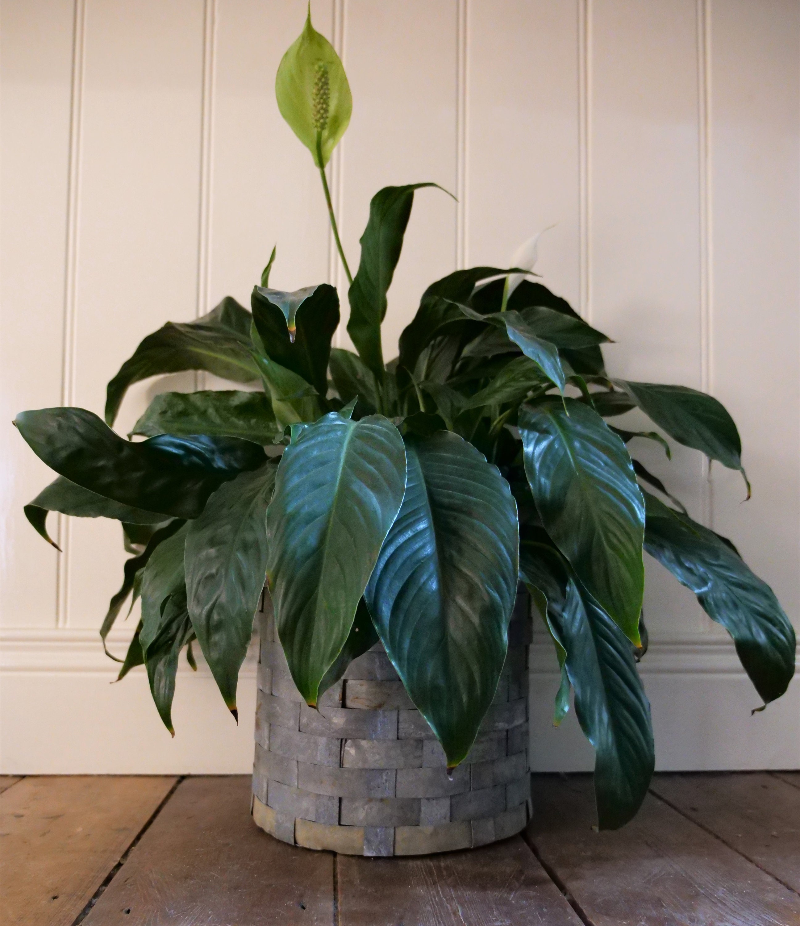 Woven Metal Handmade Planter - Potplant Pot - Indoor or Outdoor Use ...
