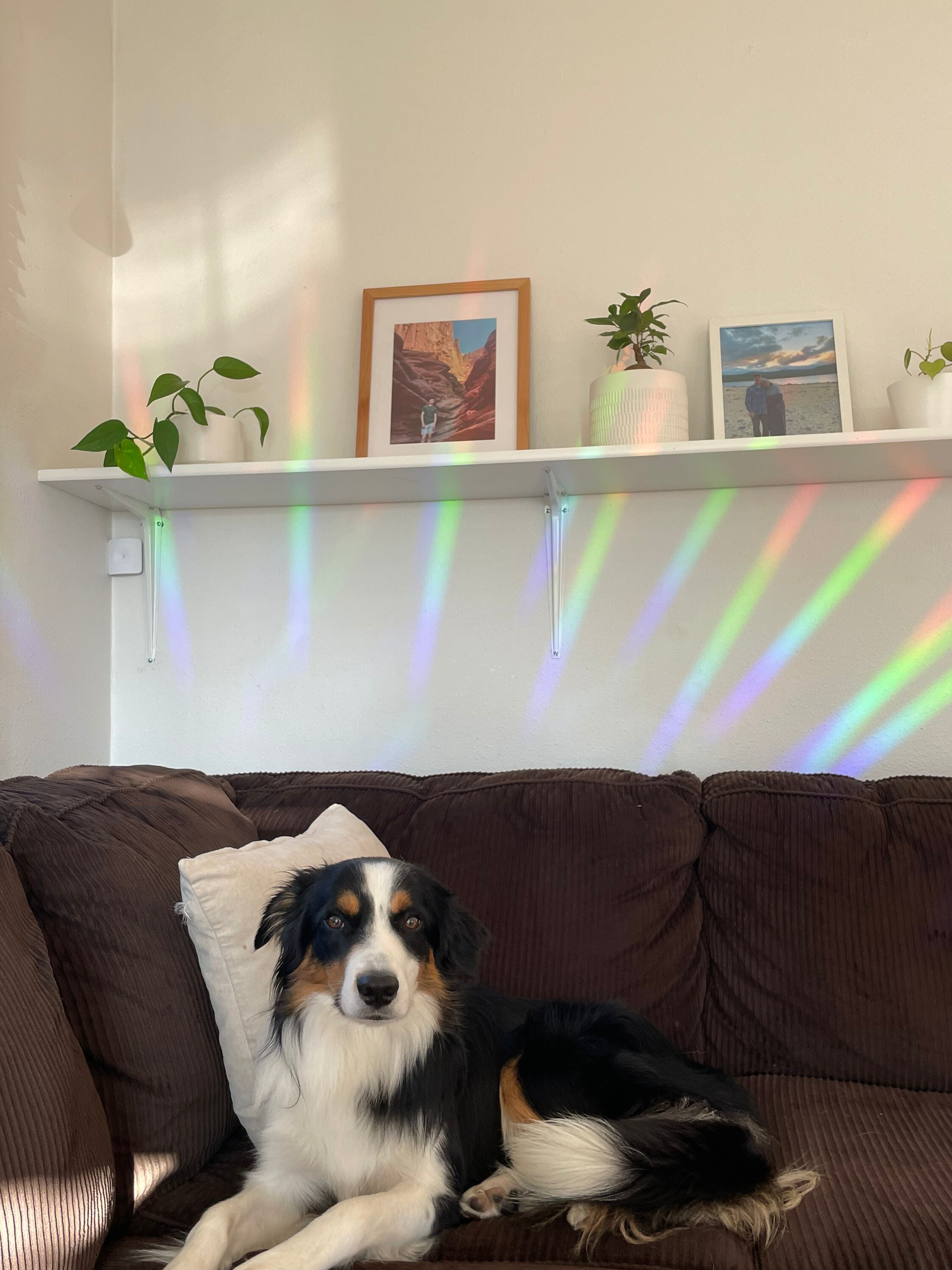 Plant Sun Catcher | House Plant Window Decal | Light Refracting Plant ...
