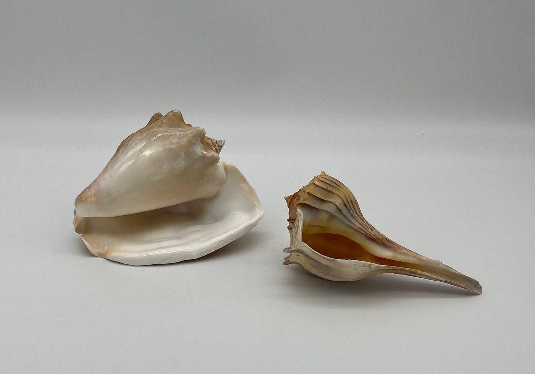 Pair of Vintage Conch Shells - Etsy