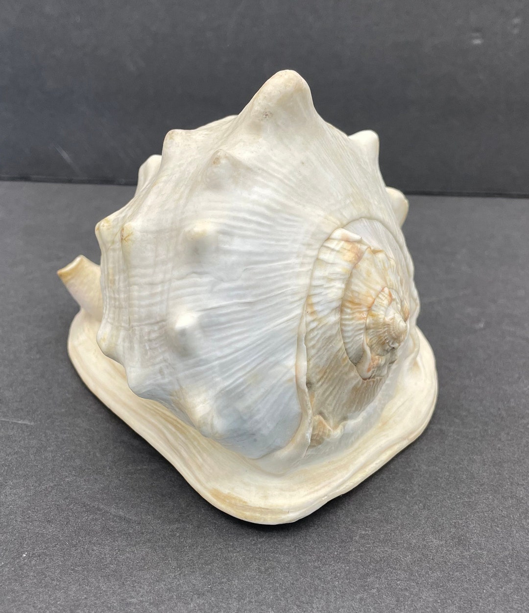 Lovely Large Helmet Conch Shell - Etsy