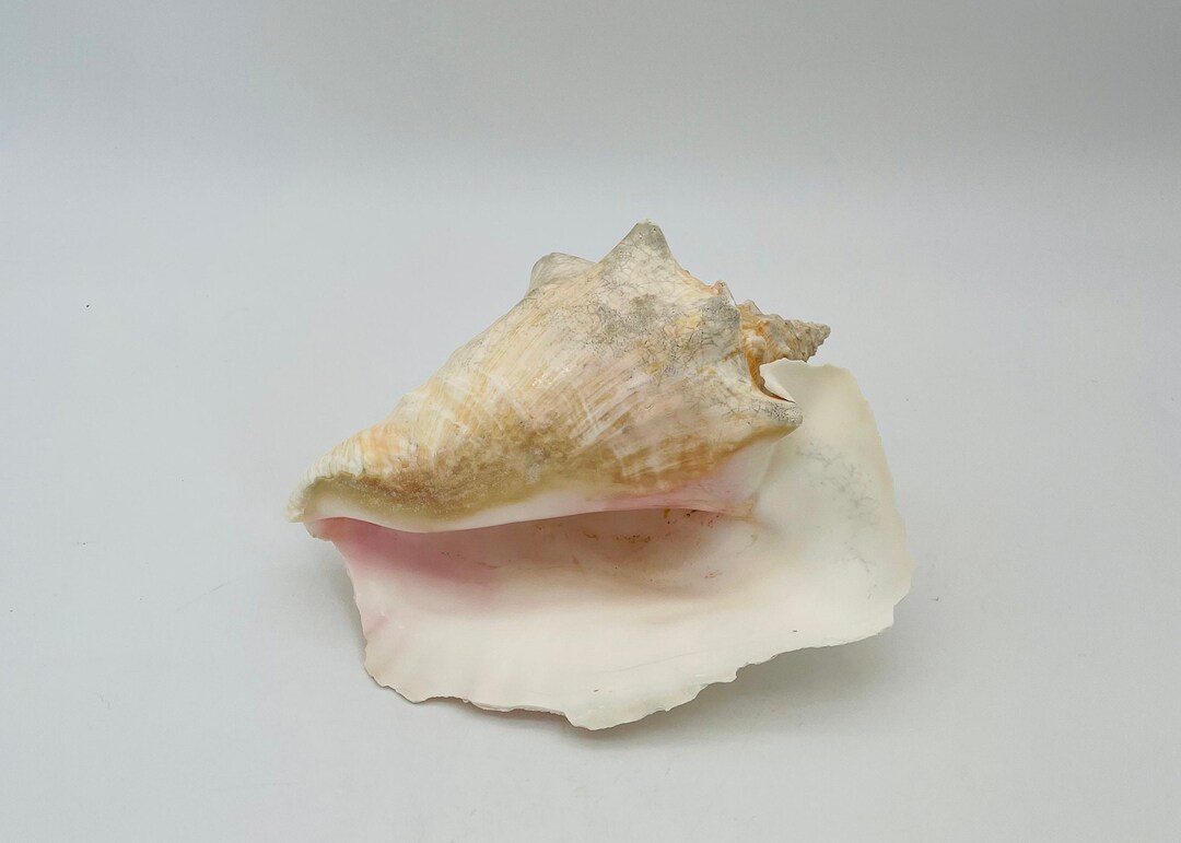Vintage Large Conch Seashell, Cottage Decor - Etsy