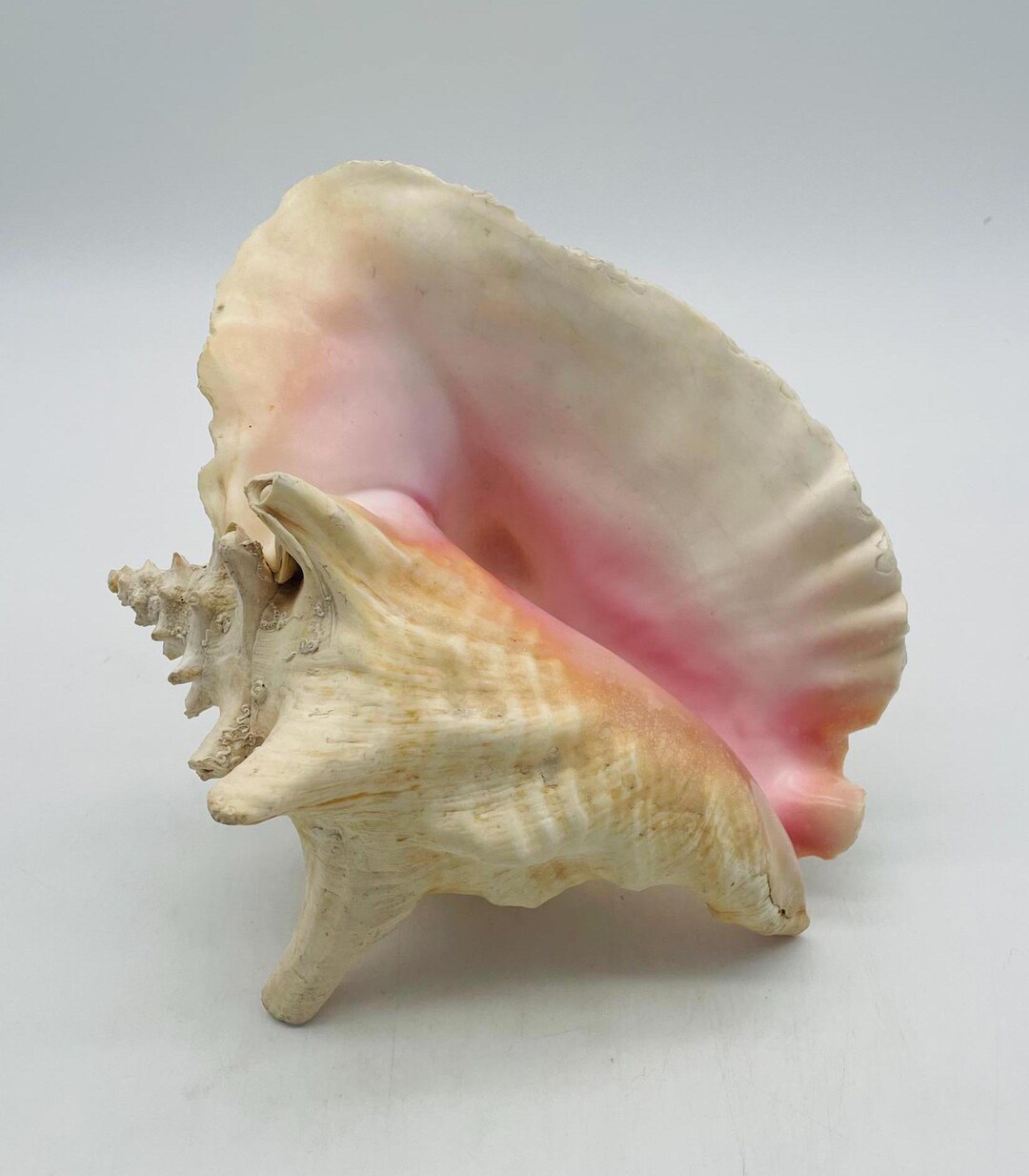Atlantic Queen Pink Conch Seashell, Cottage Decor - Etsy