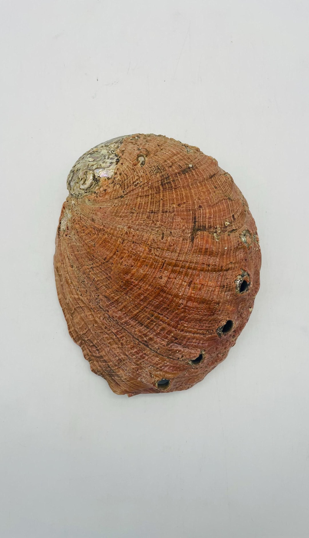 Natural California Red Abalone Shell - Etsy