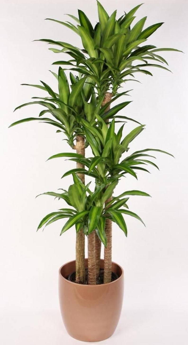 Vigoro Dracaena Mass Cane