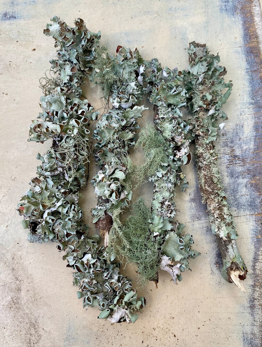 Live Lichen Twigs Sticks Branches / Mossy Twigs - Etsy