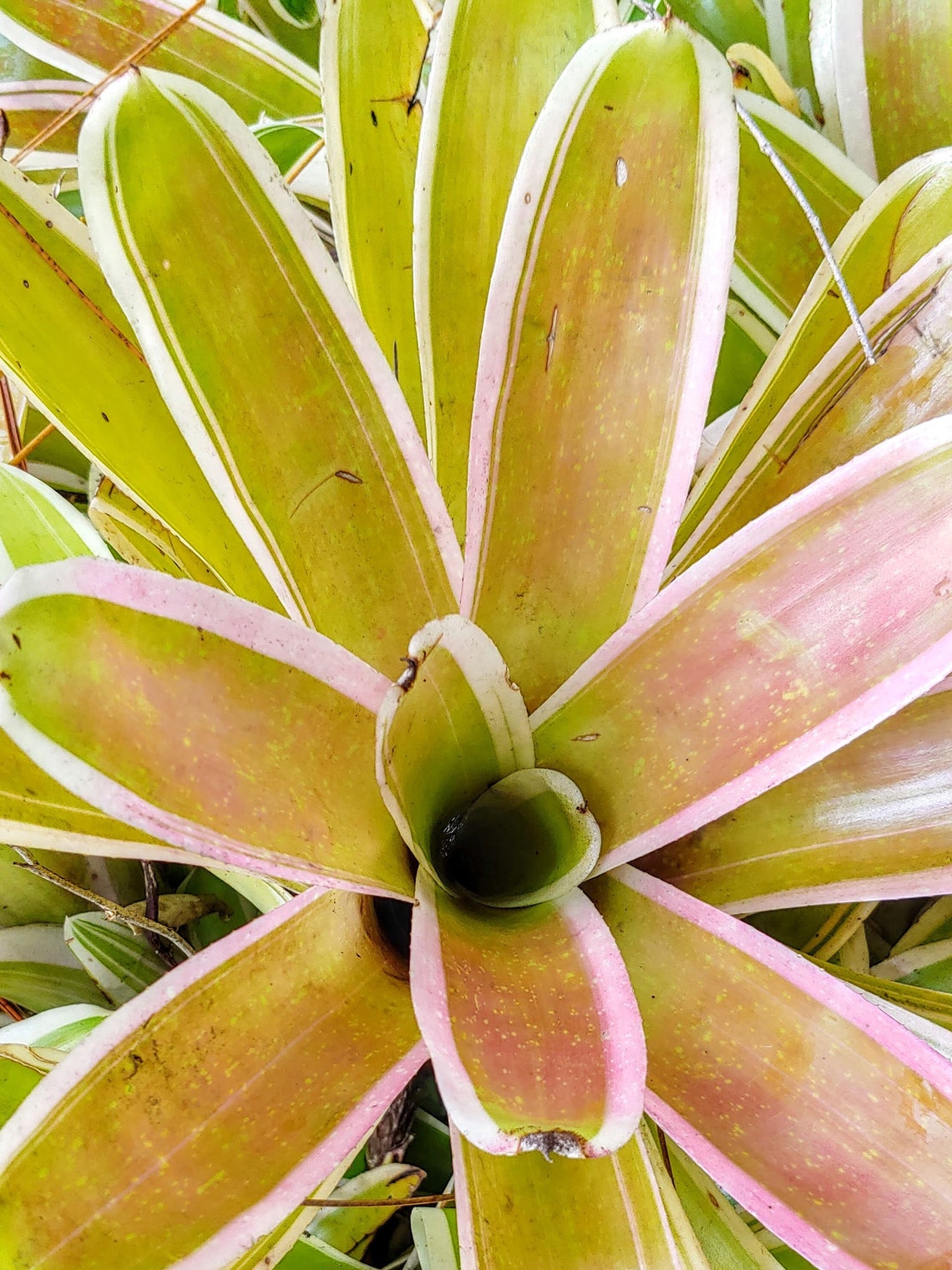Blushing Bromeliad Neoregelia sp. live full grown plant | Etsy
