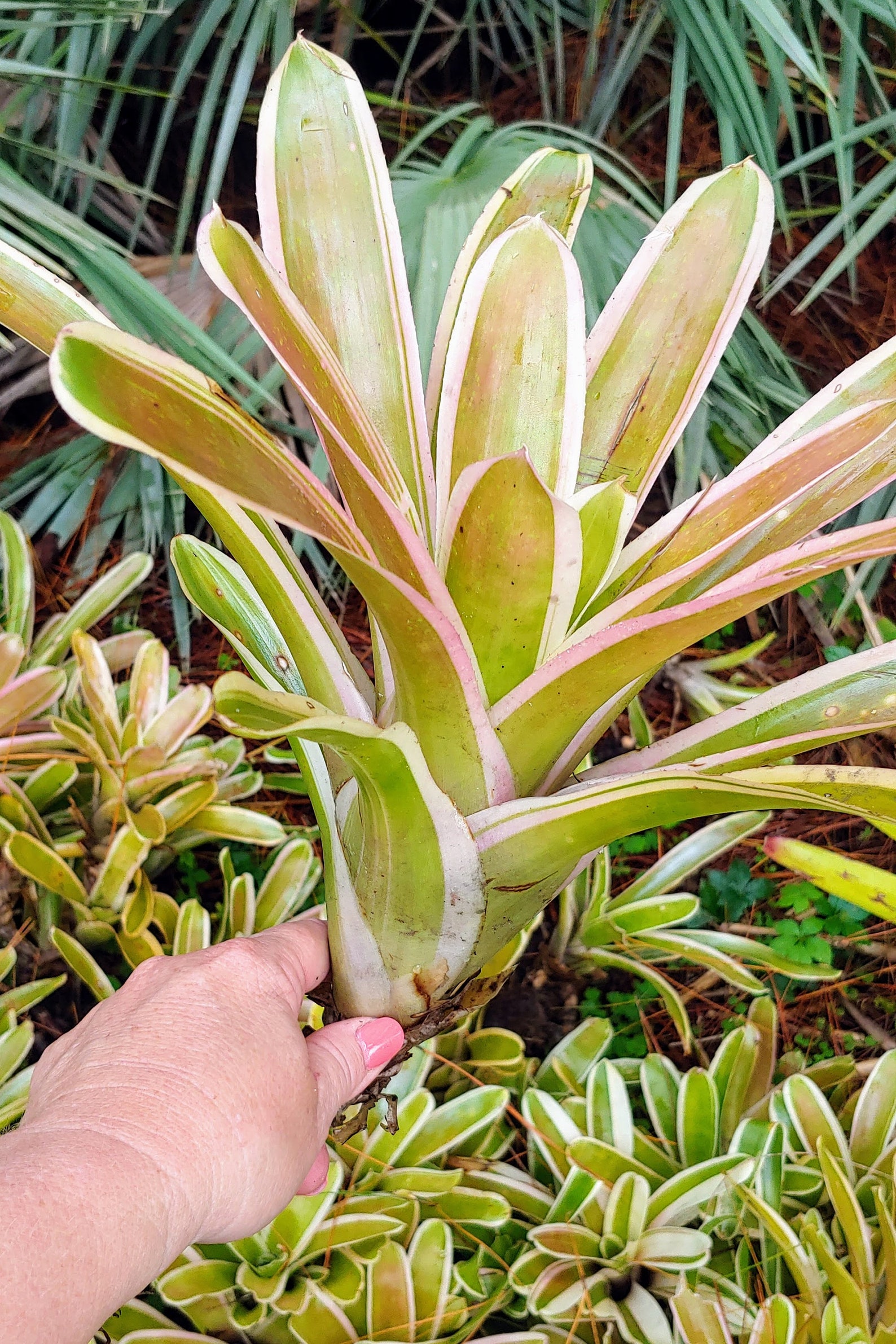 Blushing Bromeliad Neoregelia sp. live full grown plant | Etsy