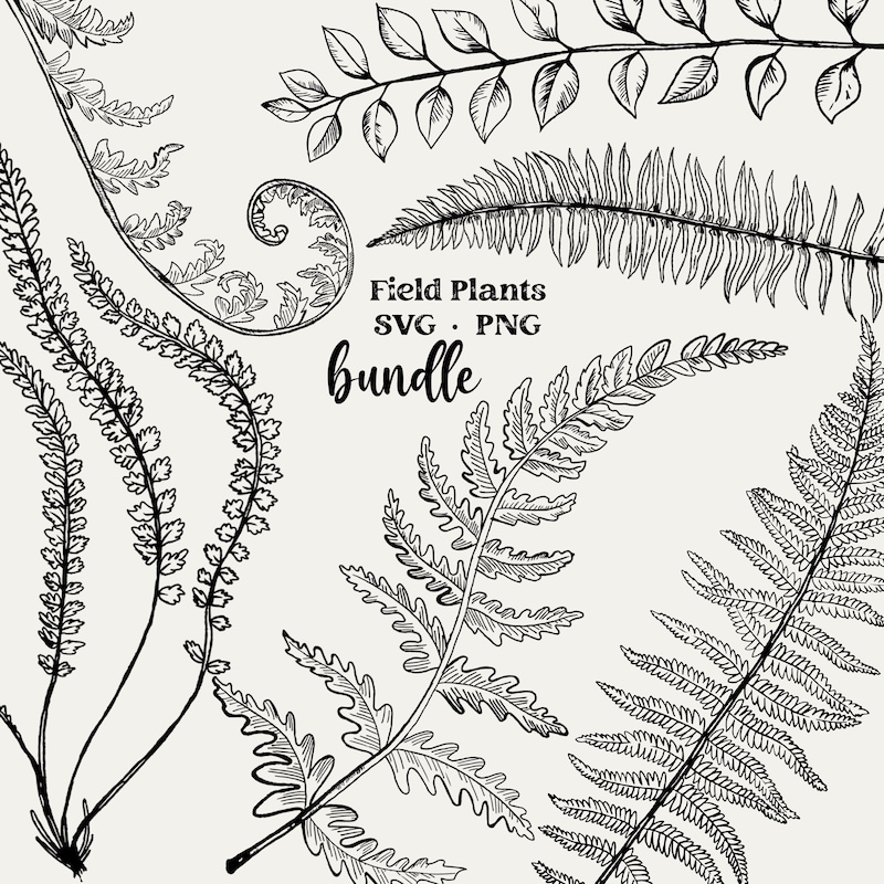 Fern Svg - Etsy