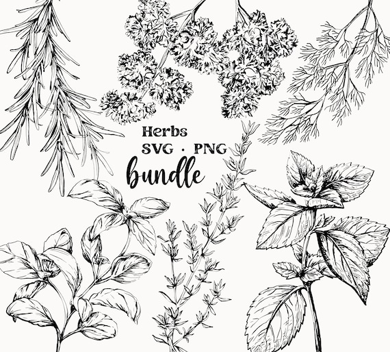 Herb SVG Culinary Herbs Vector Herb Clipart Hand Drawn - Etsy