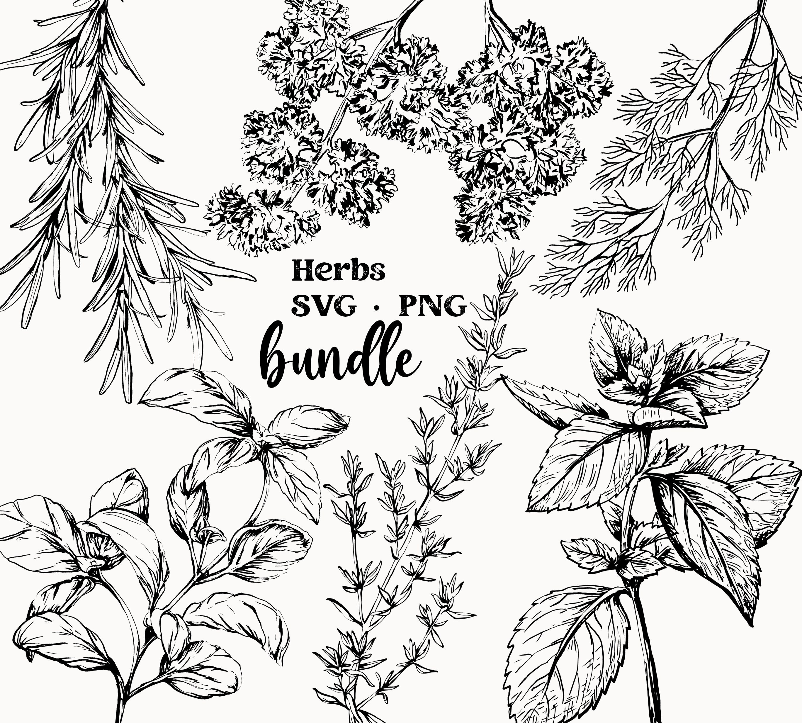 Herb SVG, Culinary Herbs Vector, Herb Clipart, Hand Drawn, Food Clipart ...