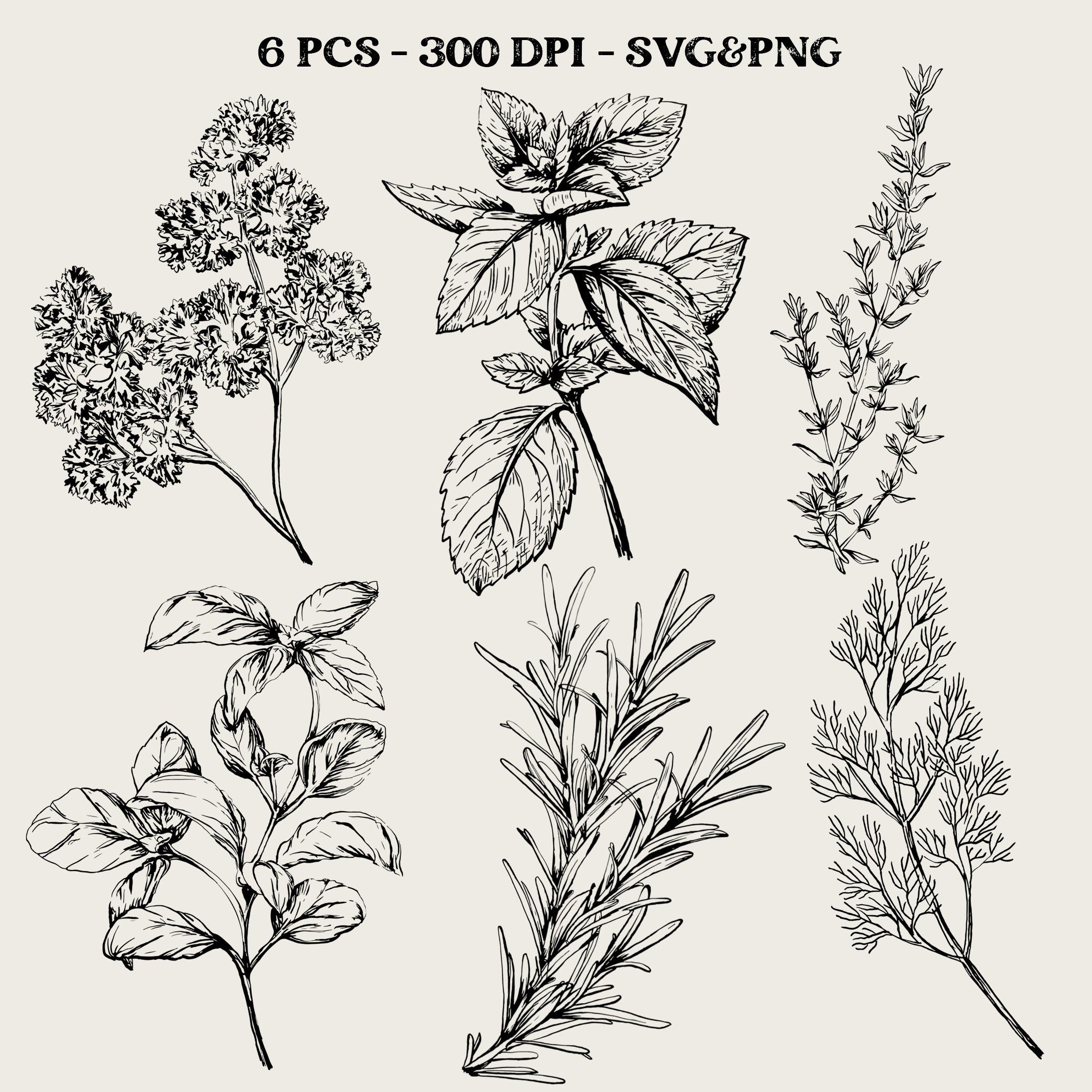 Herb SVG, Culinary Herbs Vector, Herb Clipart, Hand Drawn, Food Clipart ...