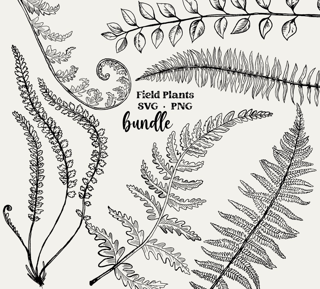 Fern SVG, Botanical Svg Bundle, Leaves PNG, Wild Plant Clipart, Hand ...